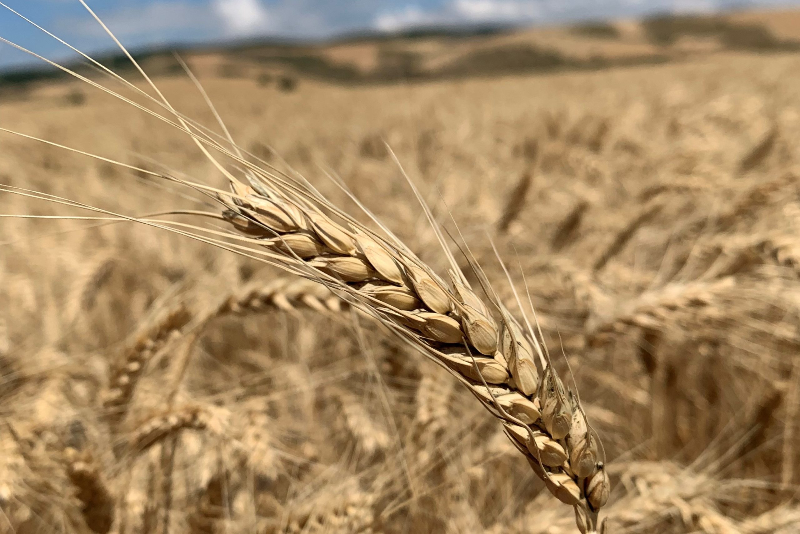 Atalık Buğday Nedir? – SERKAN İRTİŞ